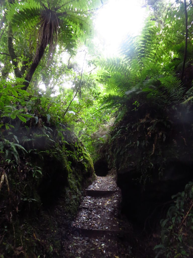 Te Urewera National Park – World Trip Berlin